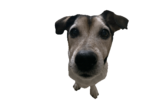 helpinganimalsromania GIFs on GIPHY - Be Animated