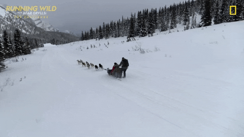 Dog Sledge GIFs - Get the best GIF on GIPHY