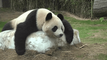 Chilled Panda GIFs - Find & Share on GIPHY