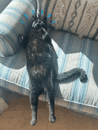 Gif Cheilt Cat Cat GIF Central