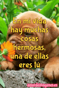 Imágenes En Movimiento Gif