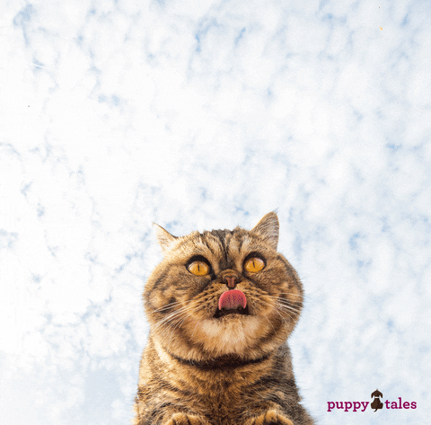 Cat Photographer GIFs - Get the best GIF on GIPHY