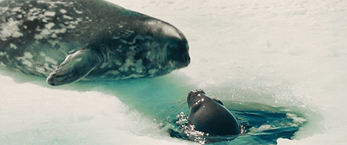 New trending GIF tagged kiss seal via http… | Trending Gifs