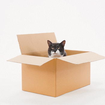 Pet-box GIFs - Get the best GIF on GIPHY