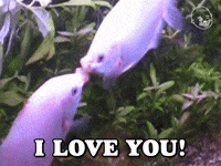 Frog-is-jealous GIFs - Get the best GIF on GIPHY