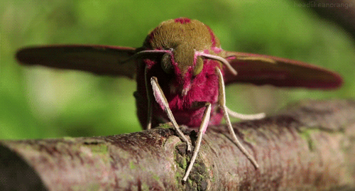 Giant Moth Gif