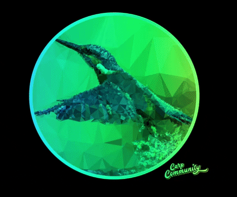 Carp Community GIF - Find & Share on GIPHY