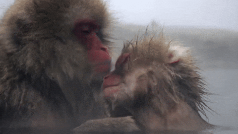 Our-monkeys GIFs - Get the best GIF on GIPHY