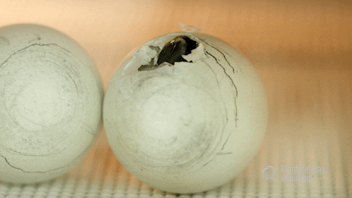 African Penguin Egg GIF by Monterey Bay Aquarium - Find & Share on GIPHY