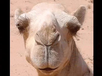 Camel GIFs - Get the best GIF on GIPHY