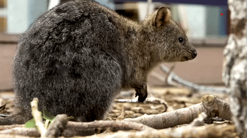 Australia Smile GIF by Great Big Story - Find & Share on GIPHY