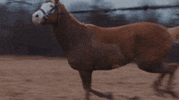 Galloping Horse Gif