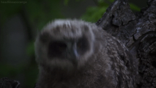 Animated Owl Gif Funny