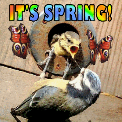 Bird Box Springtime GIF - Find & Share on GIPHY