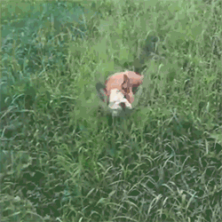 Dog Rolls Rolling GIF by HuffPost - Find & Share on GIPHY