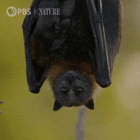 Flying Bat Gif