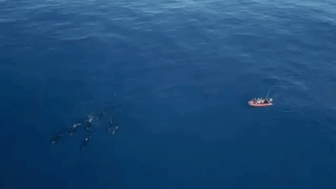 Coming Let'S Go GIF by Shark Week - Find & Share on GIPHY