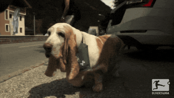 Grappige Hond GIFs - Find & Share on GIPHY