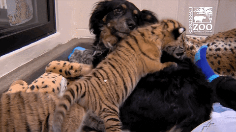 Australianshepard GIFs - Get the best GIF on GIPHY