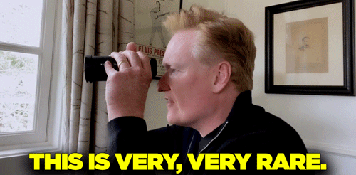 Bird Watching GIF by Team Coco - Find & Share on GIPHY