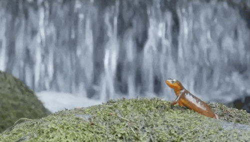 Lizard Pond GIF by PBS Digital Studios - Find & Share on GIPHY
