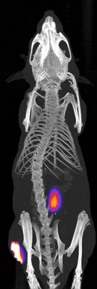 3D Fluorescence GIF by TriFoil Imaging - Find & Share on GIPHY