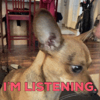All Ears Gif
