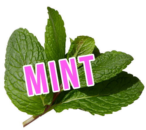 Chocolate Mint Sticker by Hey Tiger for iOS & Android | GIPHY