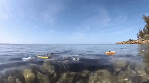 Oceans Plastics GIF by National Geographic Channel - Find & Share on GIPHY