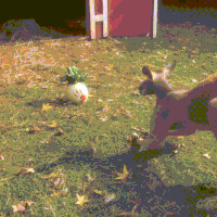 Cast Away Wilson Gif