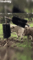 Cow-cute GIFs - Get the best GIF on GIPHY