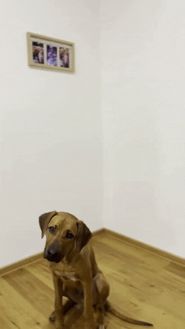 Rhodesian Ridgeback Waiting GIF by #nikaachris - Find & Share on GIPHY