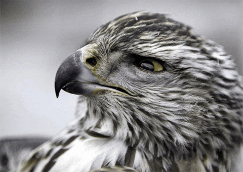 Red Hawk GIFs - Find & Share on GIPHY