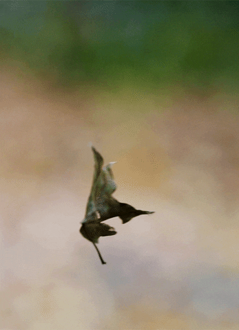 Floating-leaf GIFs - Get the best GIF on GIPHY