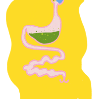 Digestive System Animation Gif
