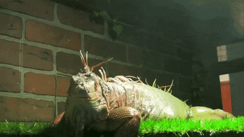 Tyt Lizard GIFs - Get the best GIF on GIPHY
