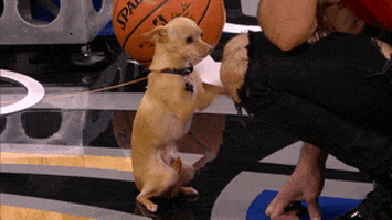 Nba Dog GIFs - Get the best GIF on GIPHY