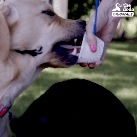 Golden Labrador GIFs - Find & Share on GIPHY