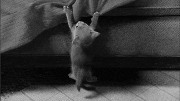 Scared-kitten GIFs - Get the best GIF on GIPHY