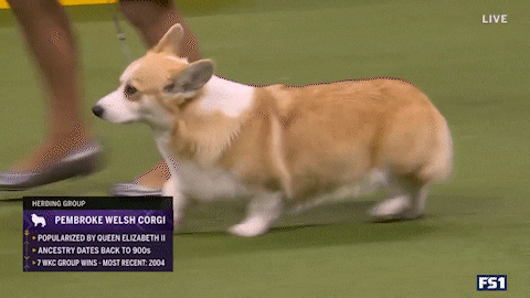 Baby Corgi Gifs
