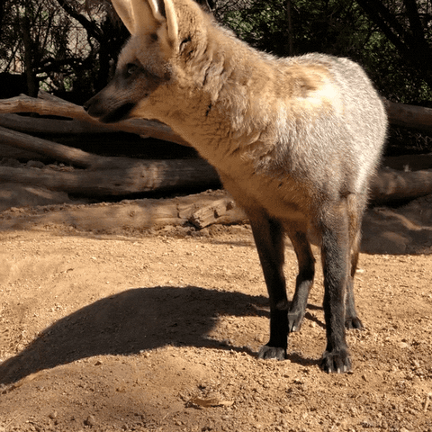 Happy Safari Park GIF by San Diego Zoo - Find & Share on GIPHY