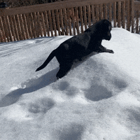 Cute Lab Puppy Gif