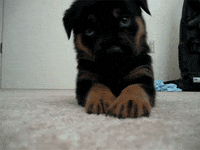 Black German Shepherd Gif
