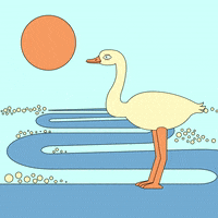 weird bird by Mochi Motion | GIPHY