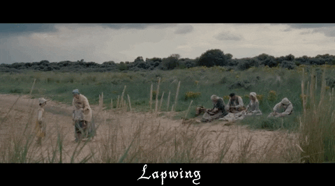 LAPWING GIFs on GIPHY - Be Animated