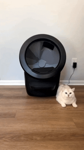 Litter Box GIFs - Find & Share on GIPHY