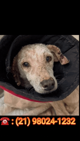 Sarna GIFs - Get the best GIF on GIPHY