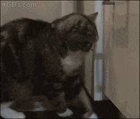 Cat Bye GIFs - Find & Share on GIPHY