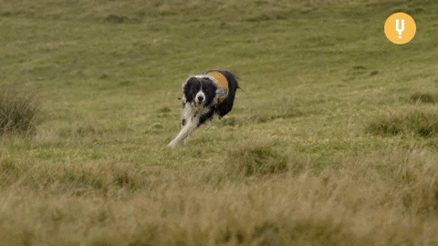 Running Dogs GIFs - Find & Share on GIPHY