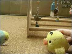 New trending GIF tagged animals dancing bird parrot… | Trending Gifs